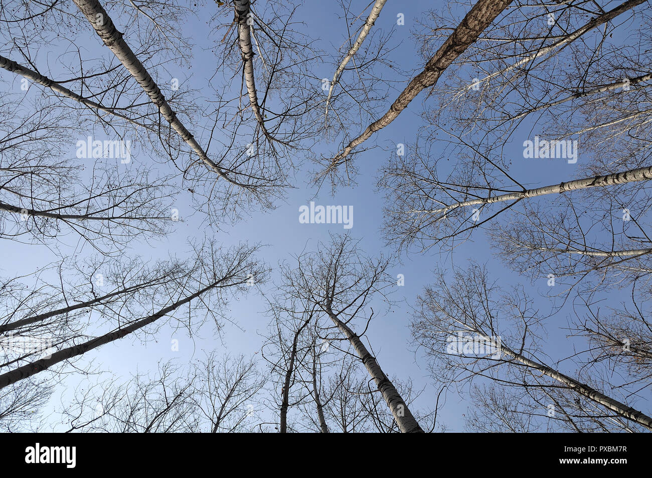 Tree leaf sky hi-res stock photography and images - Alamy