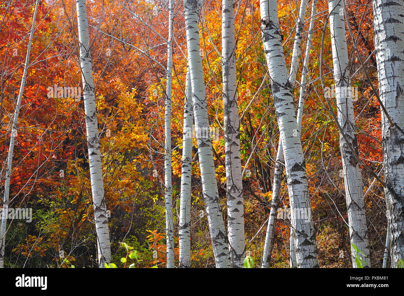 Autumn phenomenon hi-res stock photography and images - Alamy
