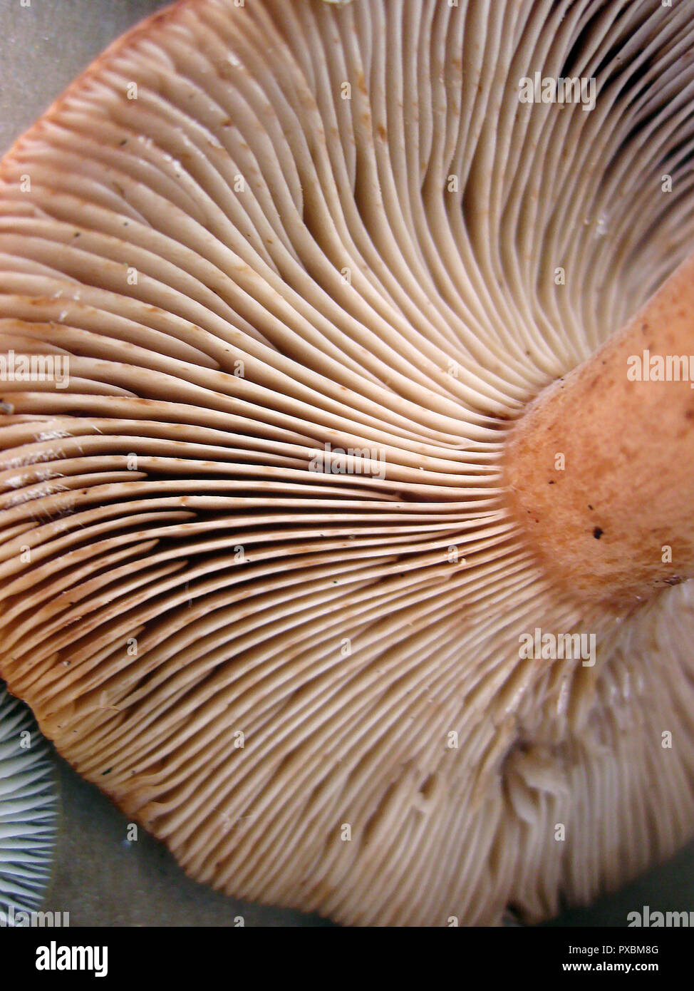 Intricate Patterning on the Underside of a Mushroom Cap Stock Photo - Alamy