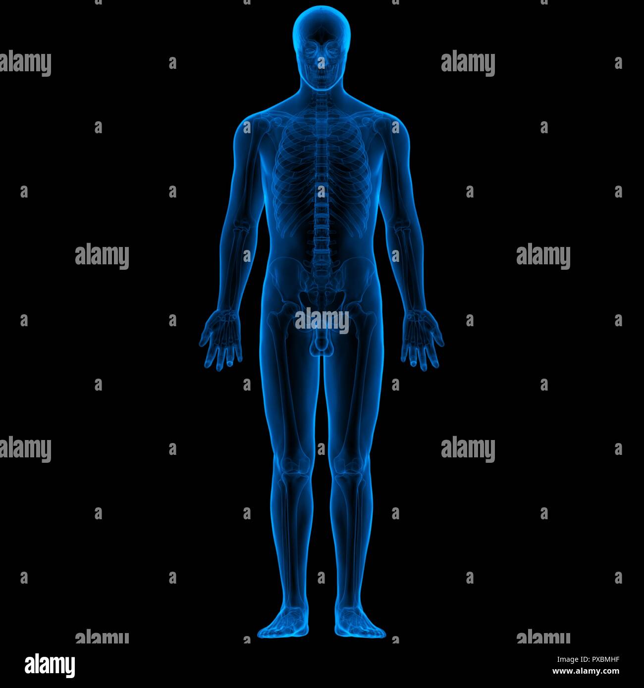 Human Skeleton System Anatomy Stock Photo - Alamy