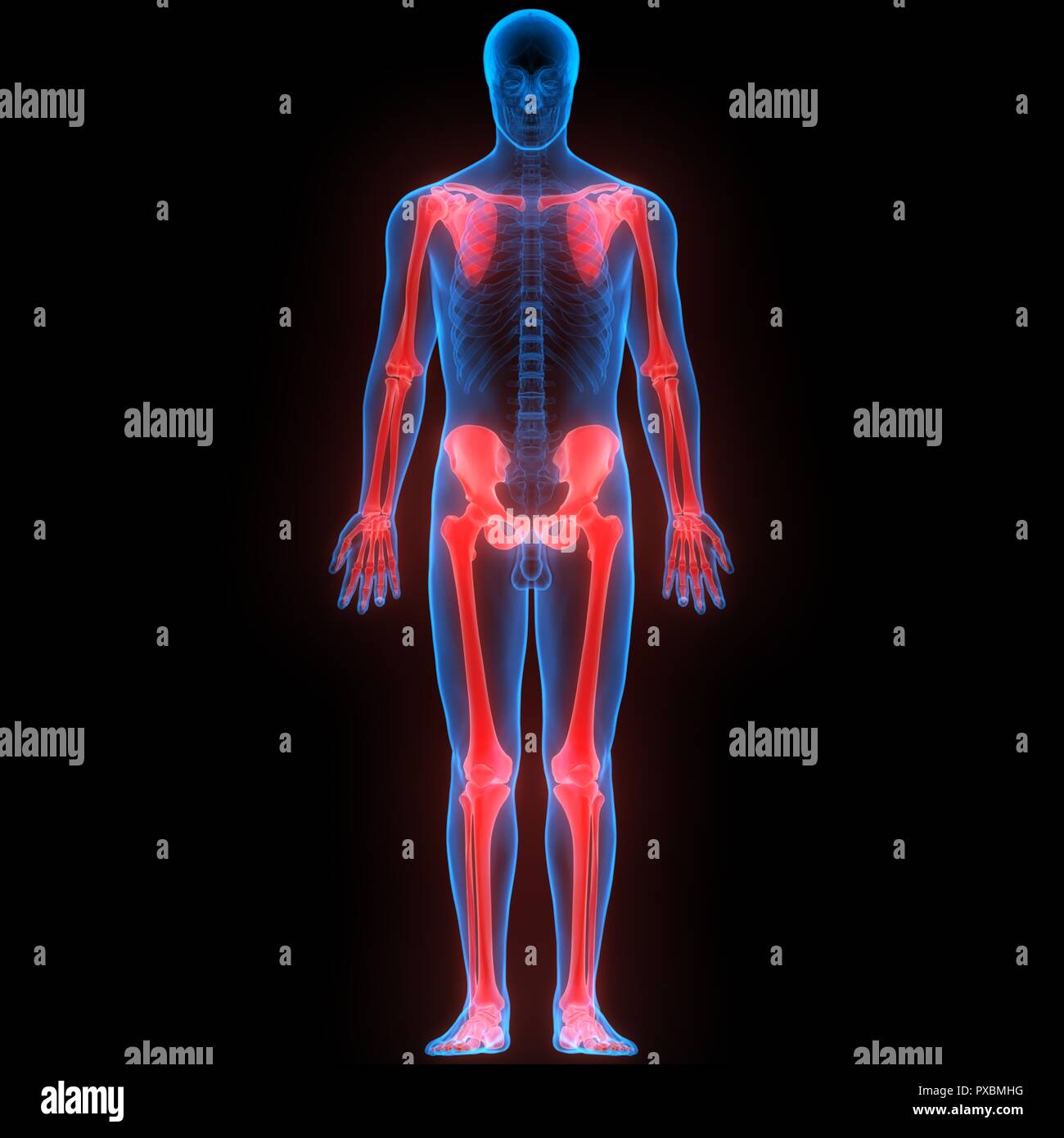 Cartilage skeleton hi-res stock photography and images - Alamy