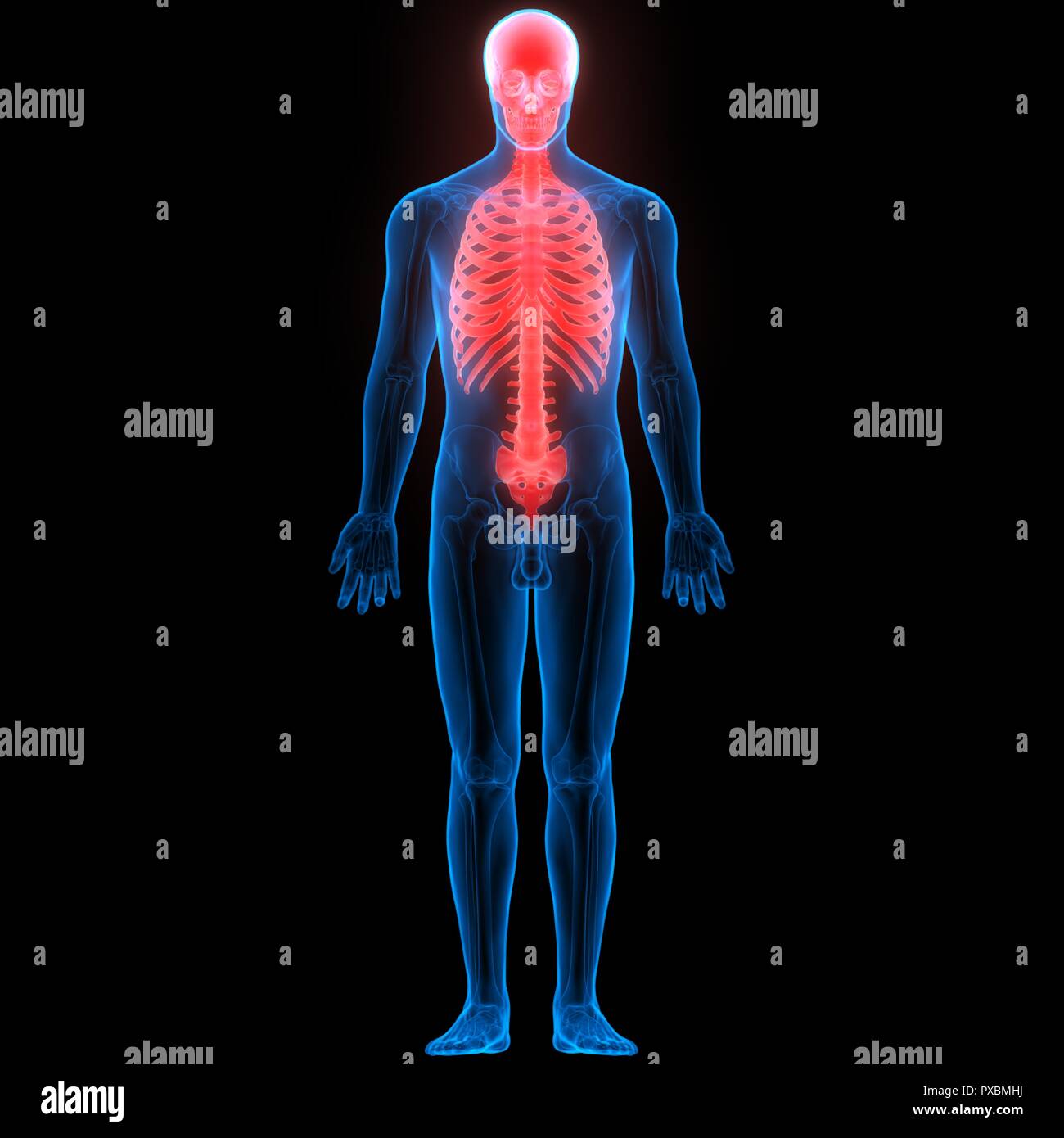 Human Skeleton System Axial Skeleton Anatomy Stock Photo - Alamy