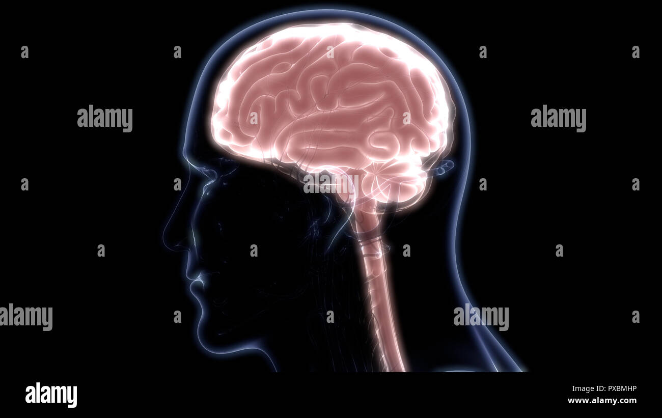 Human Brain Anatomy Stock Photo - Alamy
