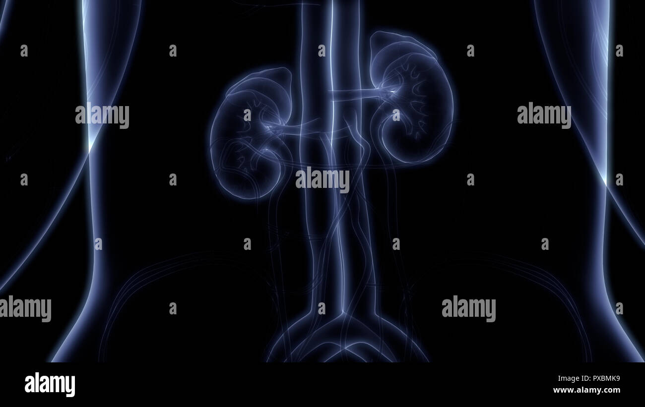 Human Urinary System Kidneys with Bladder Anatomy Stock Photo - Alamy