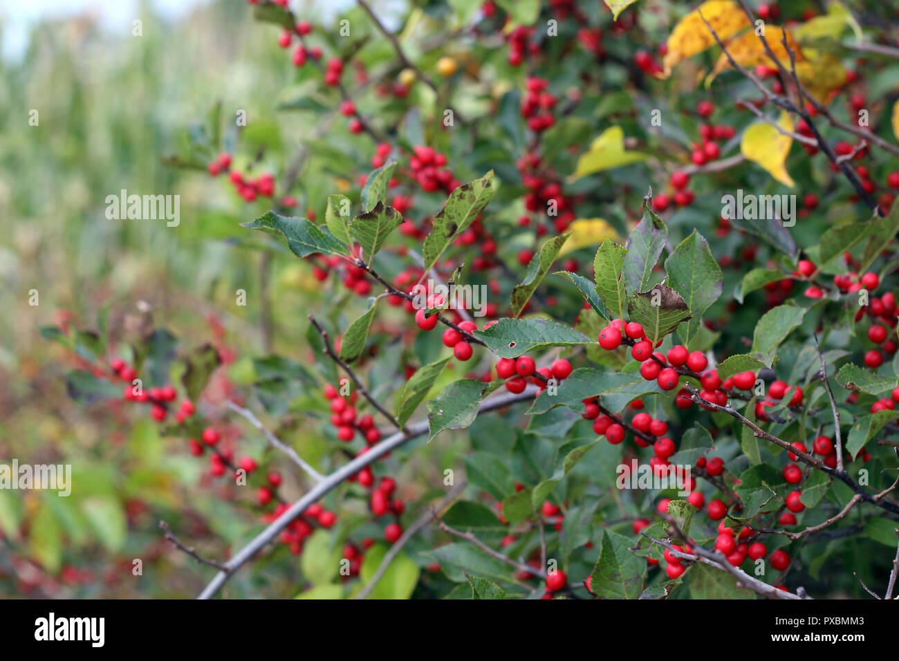 Bright red bush hi-res stock photography and images - Alamy