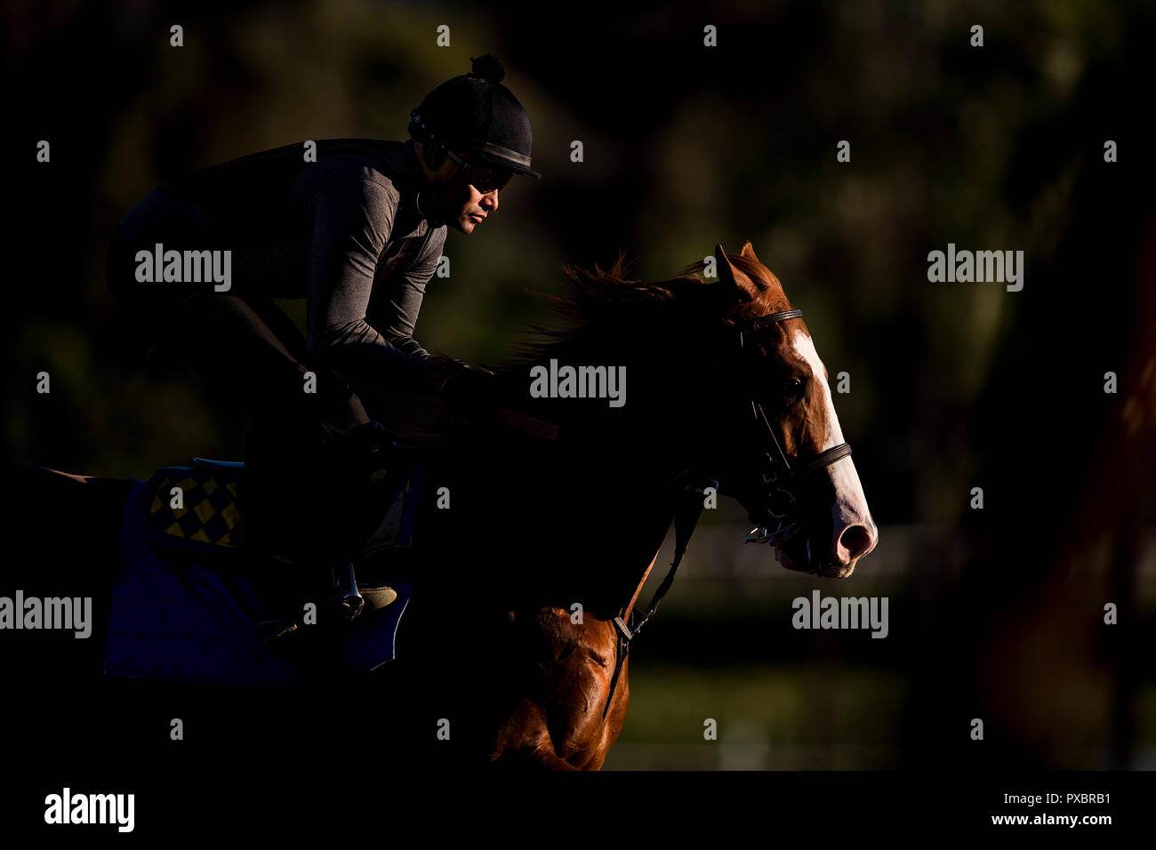 Improbable horse hi-res stock photography and images - Alamy