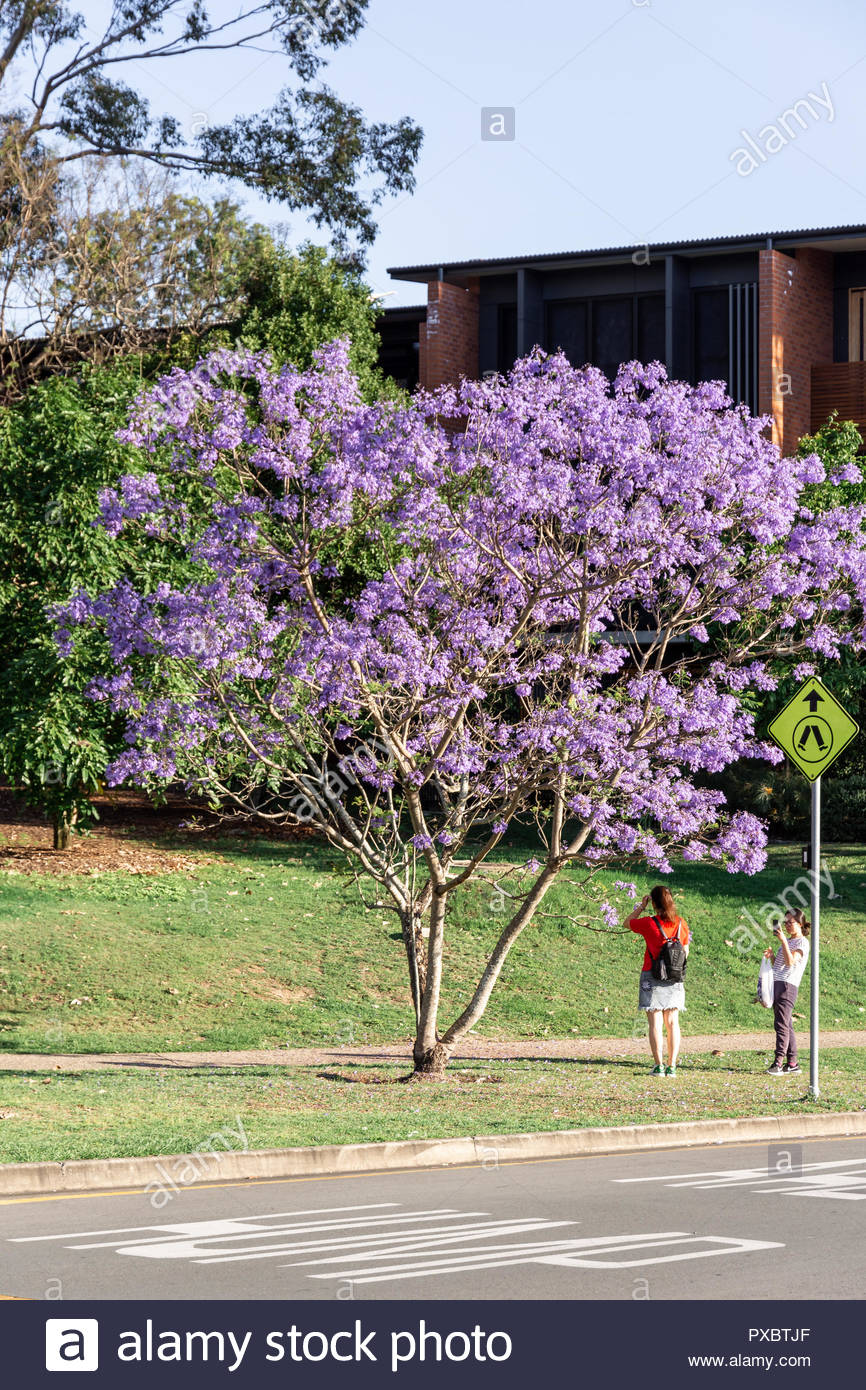 Jacaranda Tree Queensland Stock Photos & Jacaranda Tree Queensland ...