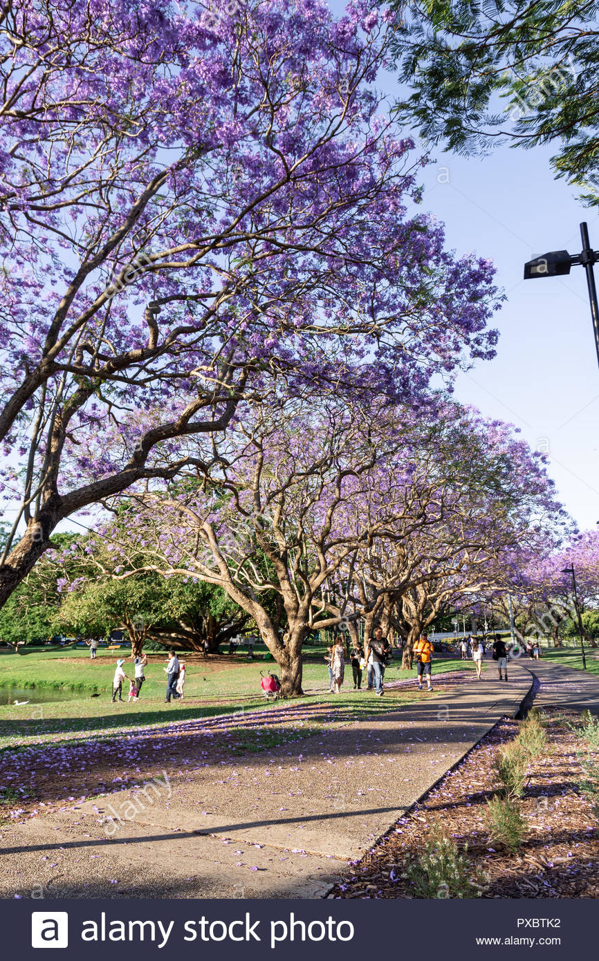 University Of Queensland Stock Photos & University Of Queensland Stock ...