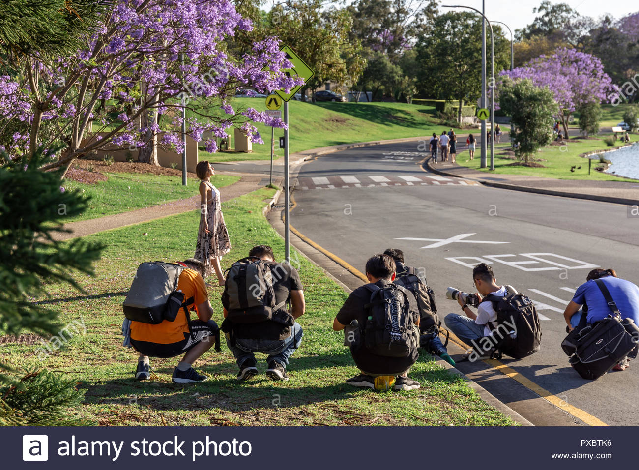 Jacaranda Tree Queensland Stock Photos & Jacaranda Tree Queensland ...