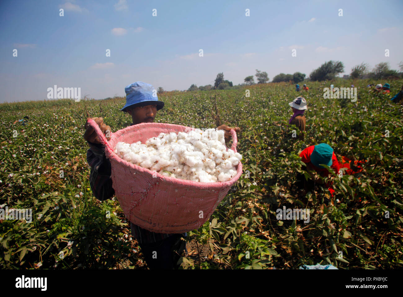 Egypt cotton harvest hi-res stock photography and images - Alamy