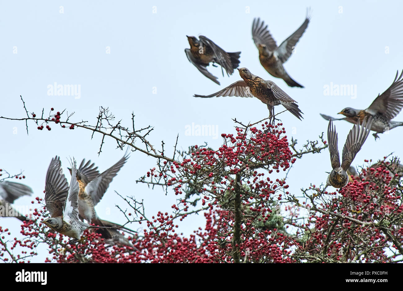Thrushes fieldfare hi-res stock photography and images - Alamy