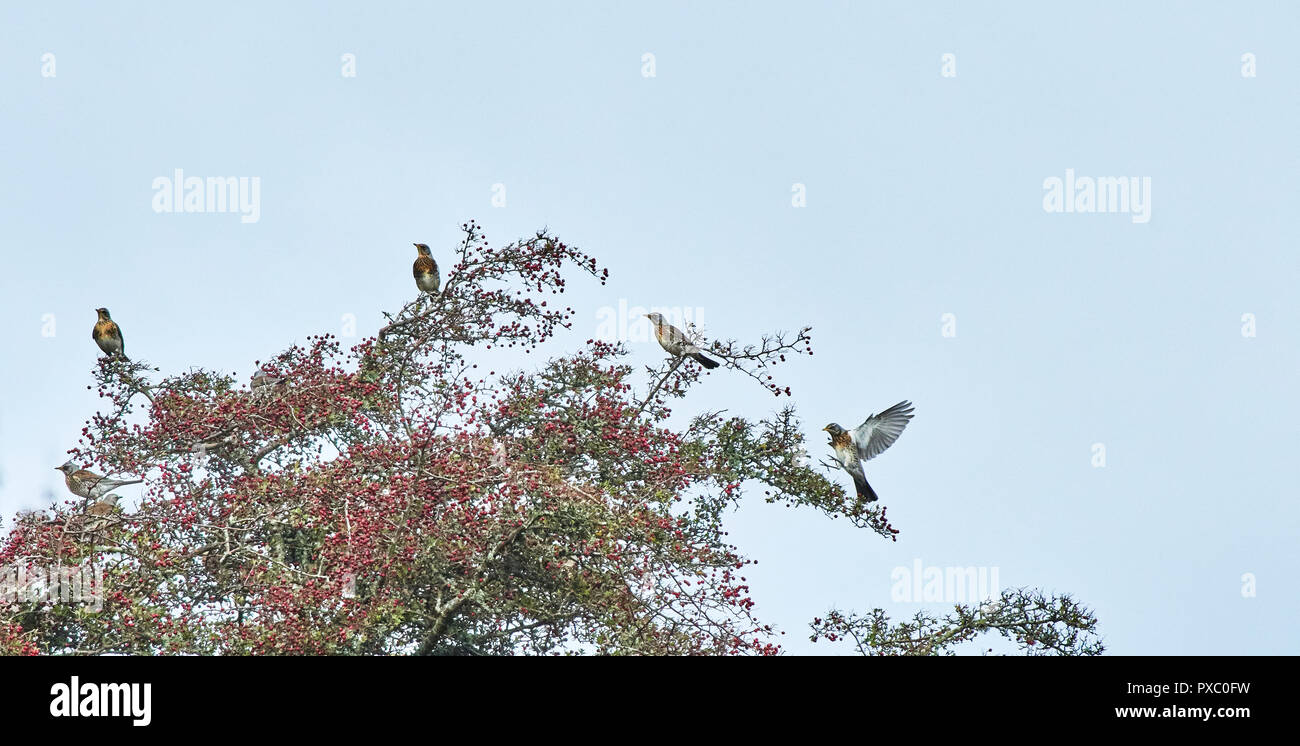 Thrushes fieldfare hi-res stock photography and images - Alamy