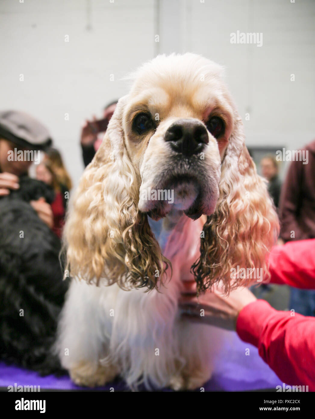 Scruffts dog show hi-res stock photography and images - Alamy