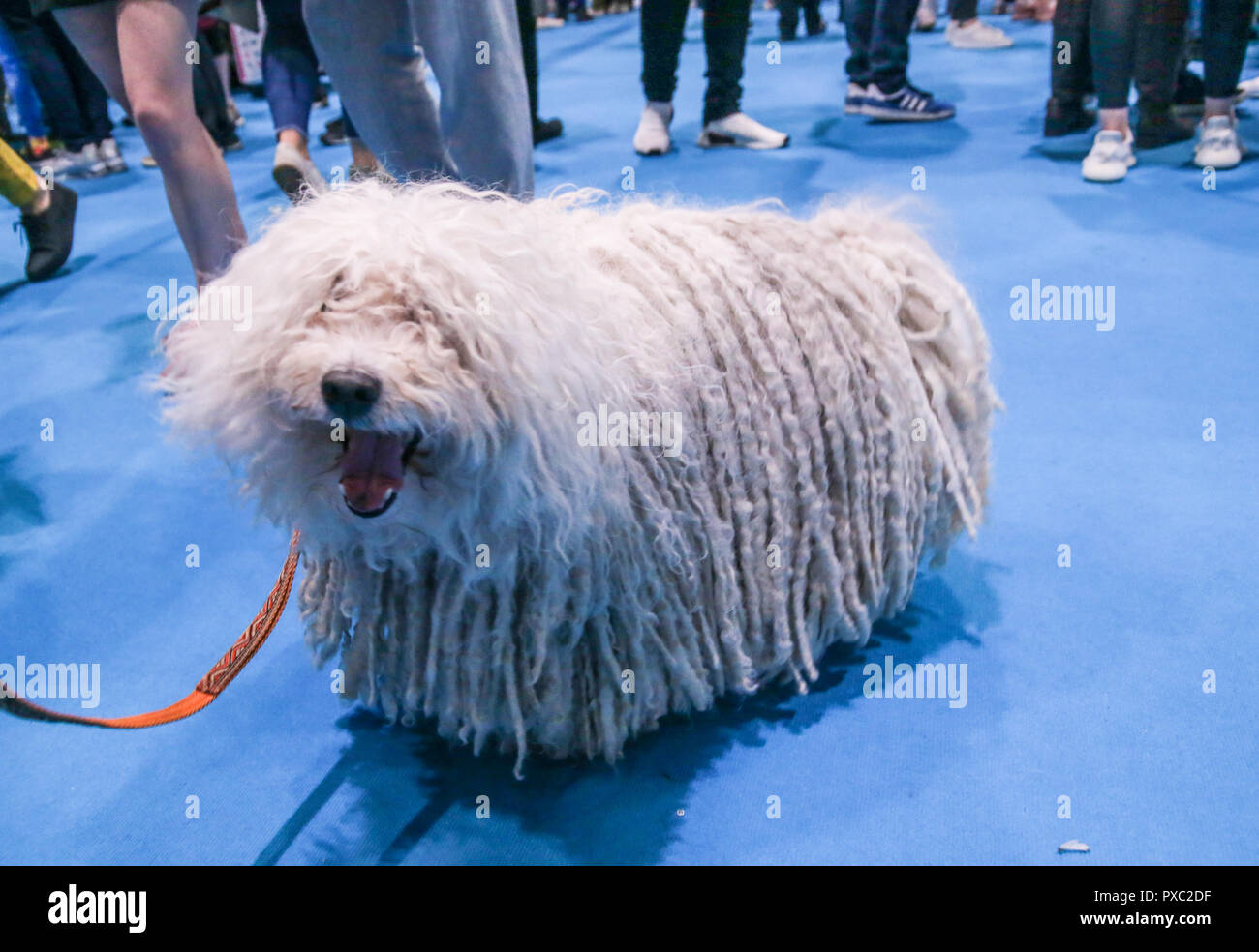 Scruffts dog show hi-res stock photography and images - Alamy