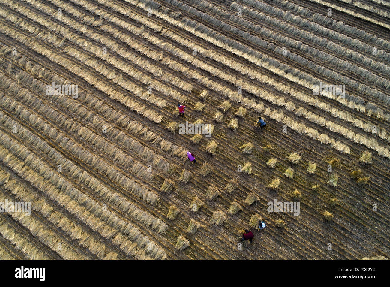Huai'An, China. 21st Oct 2018. Peasants deal with the recyclable straws ...