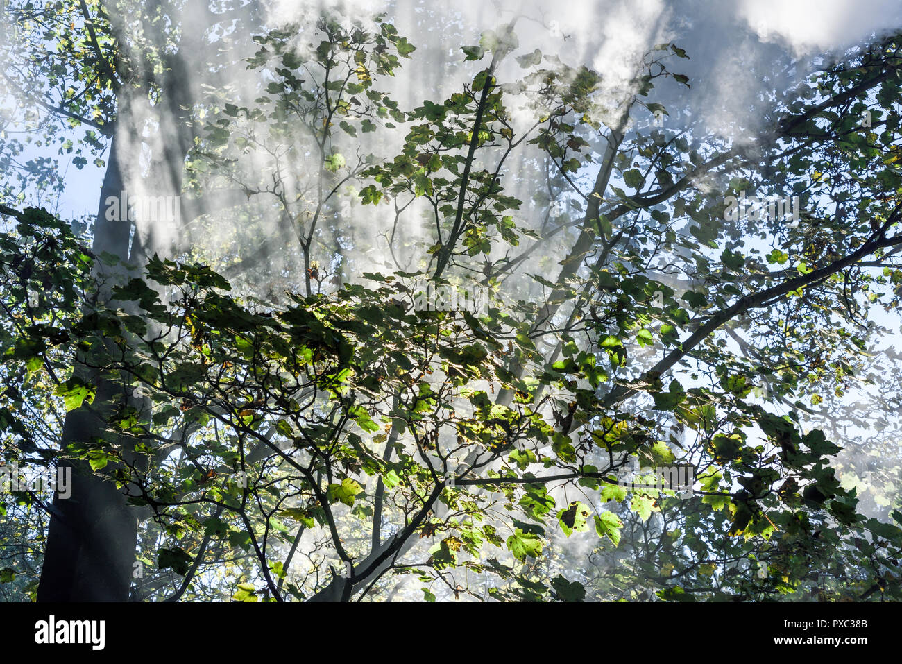Papplewick, Nottinghamshire, UK: 21st October 2018. With the sun ...