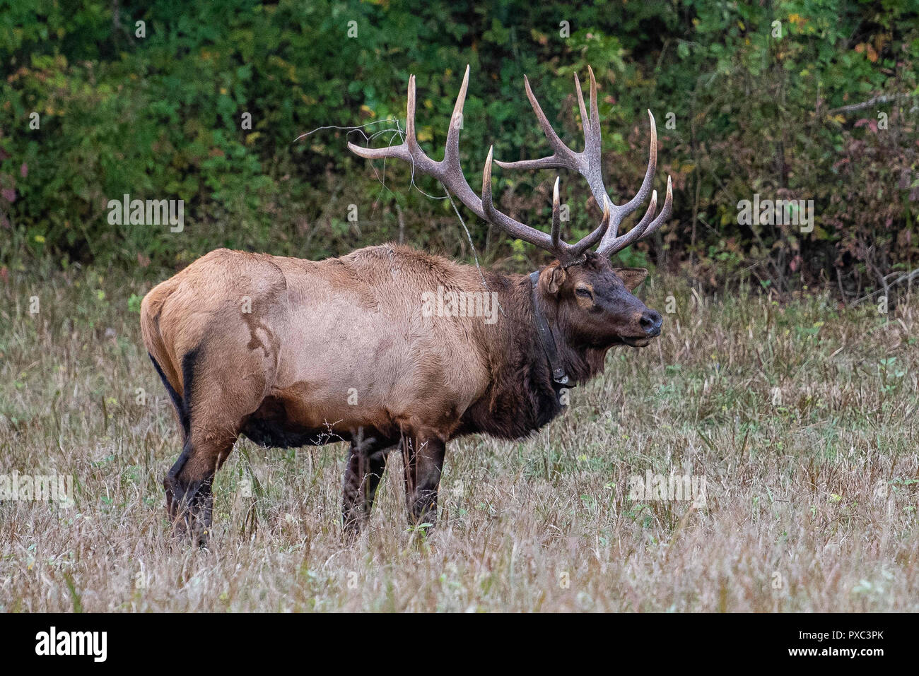 Manitobensis hi-res stock photography and images - Alamy