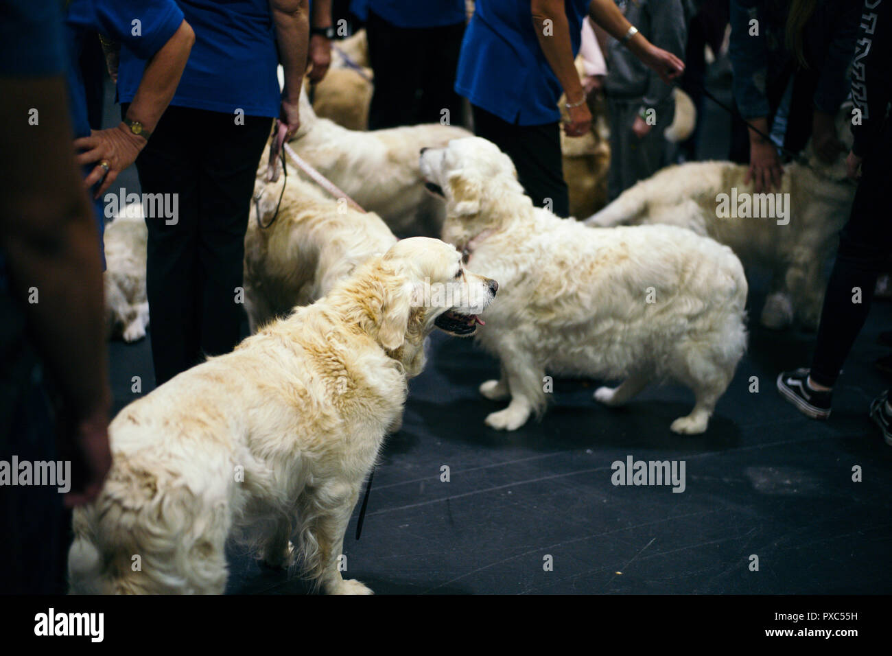London, UK. 21st October, 2018. Discover Dogs 2018, London’s biggest ...
