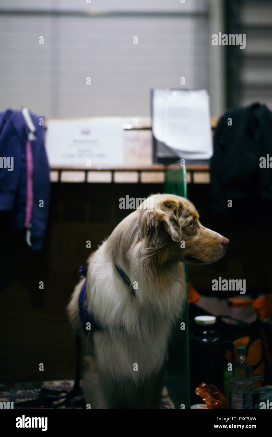 London, UK. 21st October, 2018. Discover Dogs 2018, London’s biggest ...