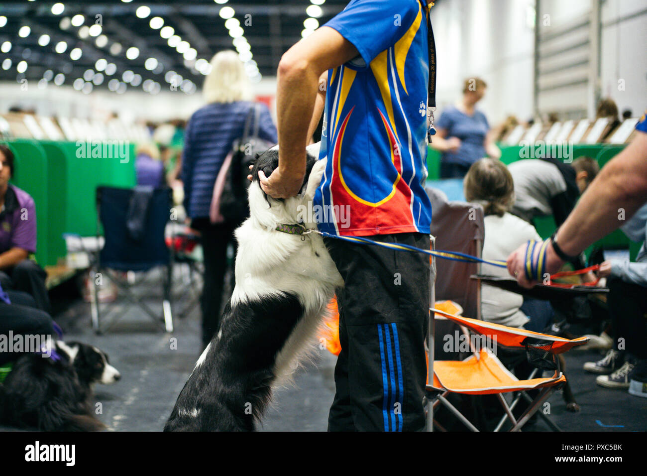 London dog show hi-res stock photography and images - Alamy