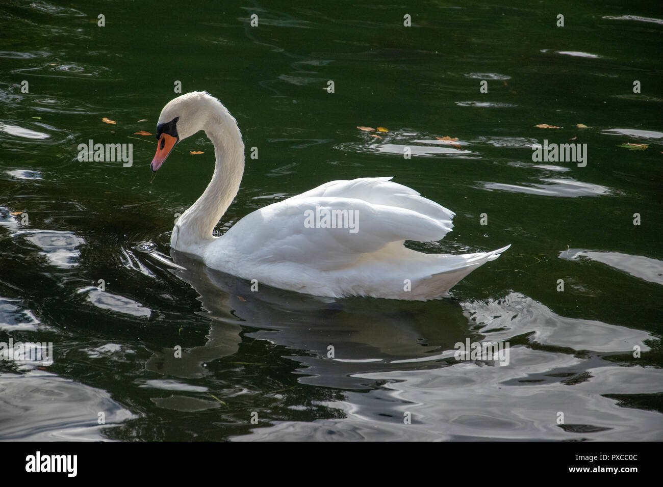 Close up of Swan (Cygnus) on calm water, Malmo, Sweden Stock Photo - Alamy
