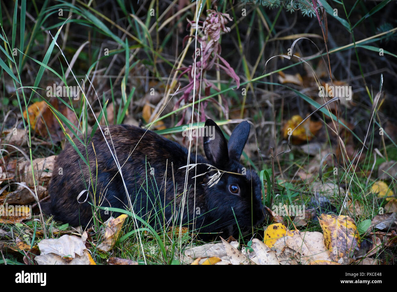 Black and brown rabbit eating and hiding in the wild Stock Photo - Alamy