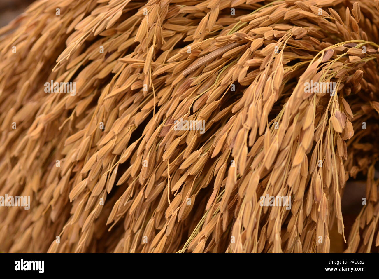 Close up of paddy background Stock Photo - Alamy