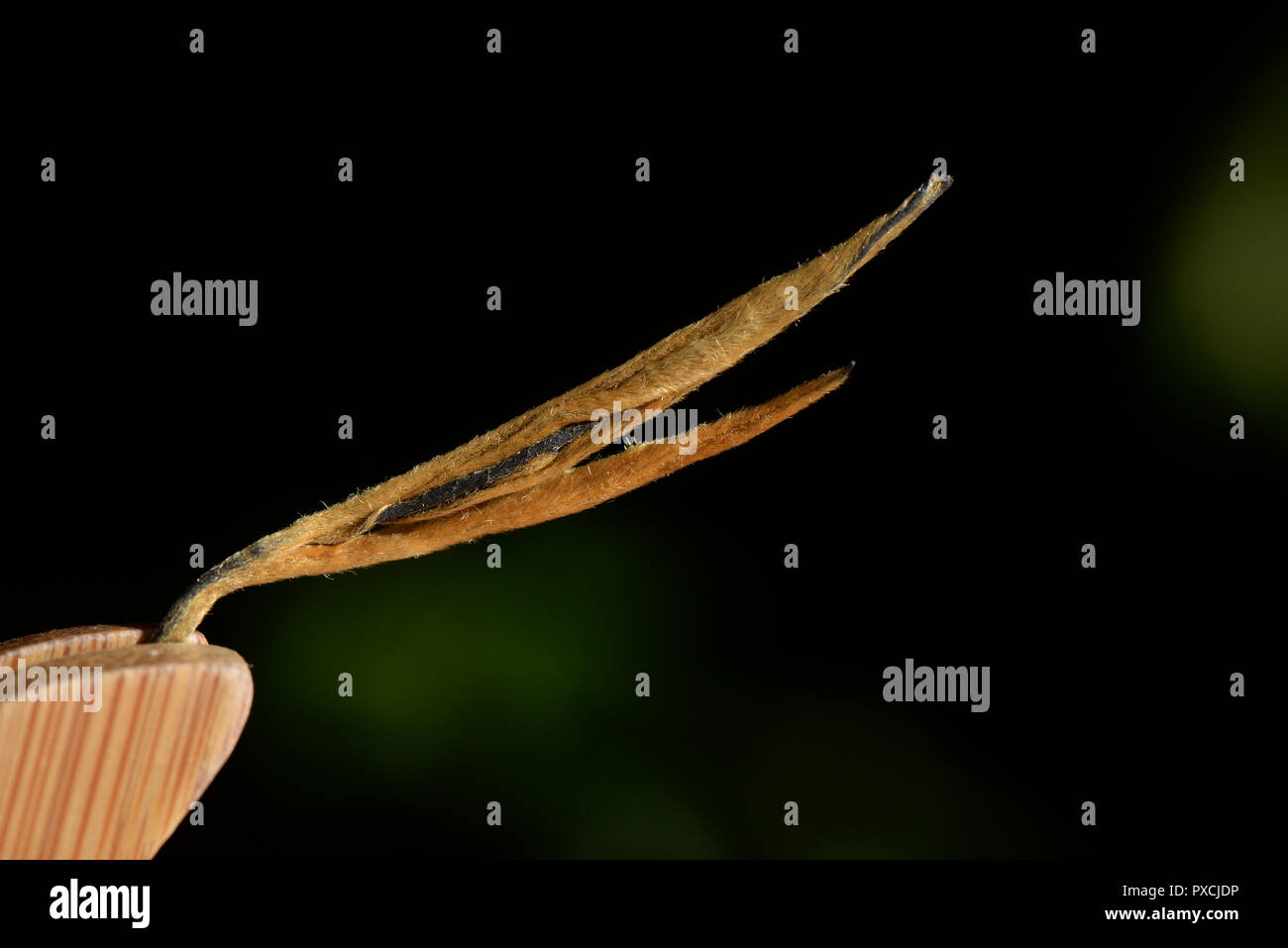 Golden needle tea hi-res stock photography and images - Alamy