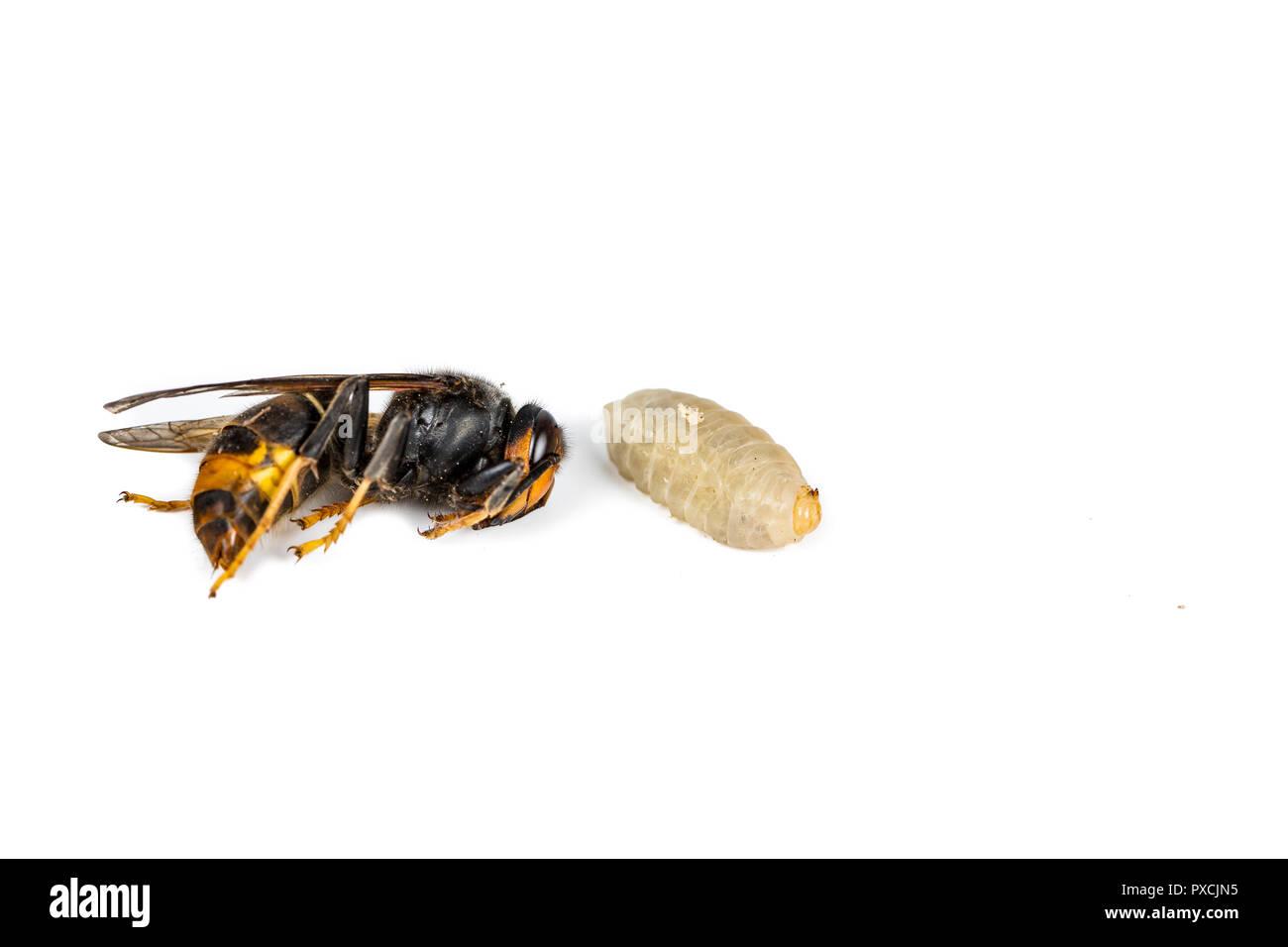 Giant wood wasp larva hi-res stock photography and images - Alamy