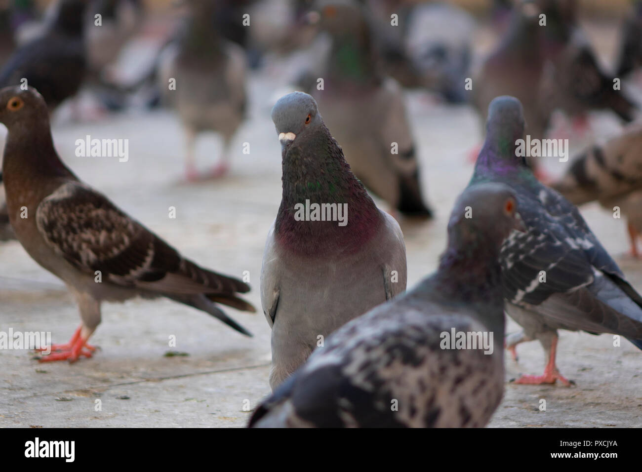 Crowd of pigeon on the walking street in Istanbul, Turkey. Blurred ...
