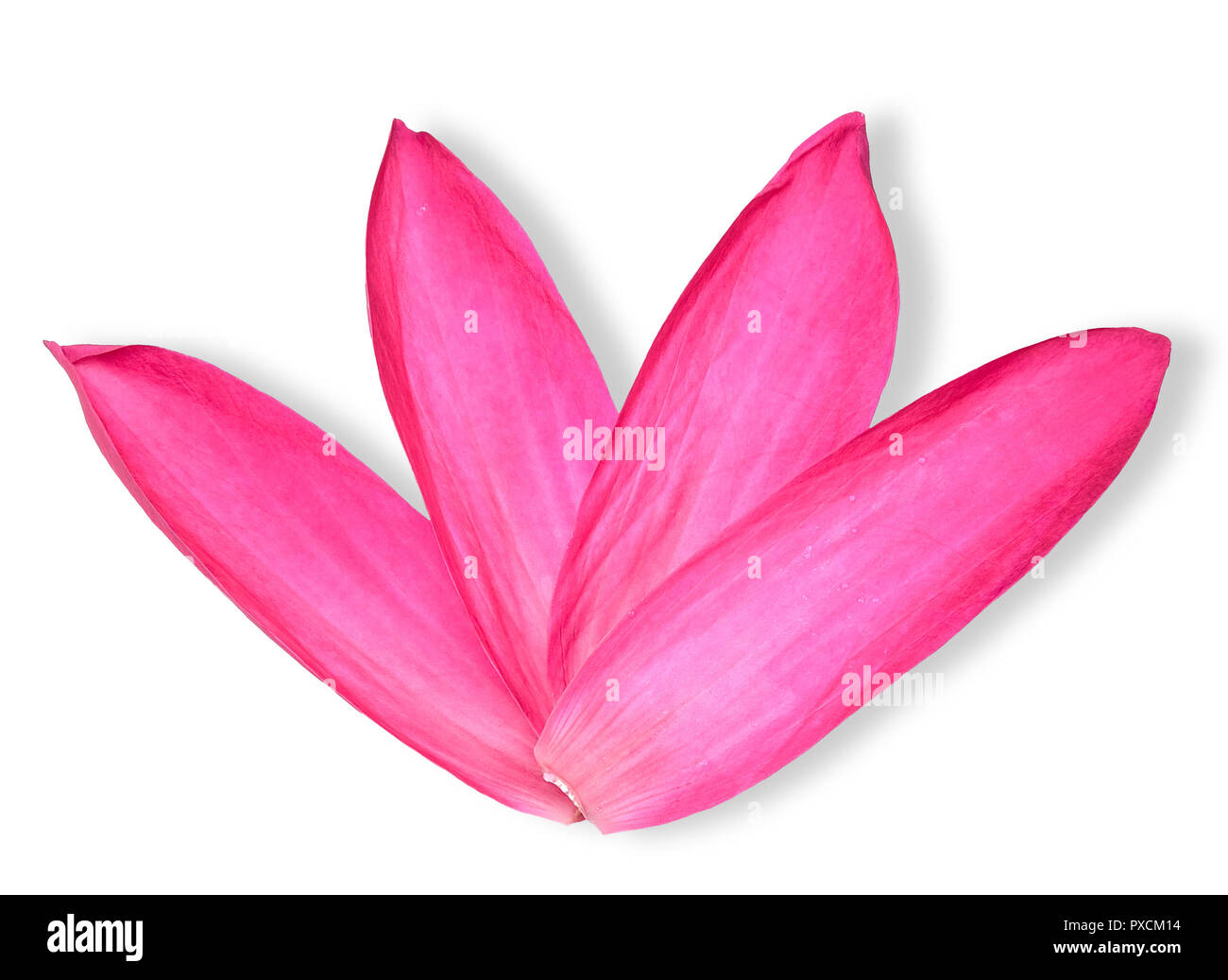 Red Lotus leaf isolated on white clipping path Stock Photo - Alamy