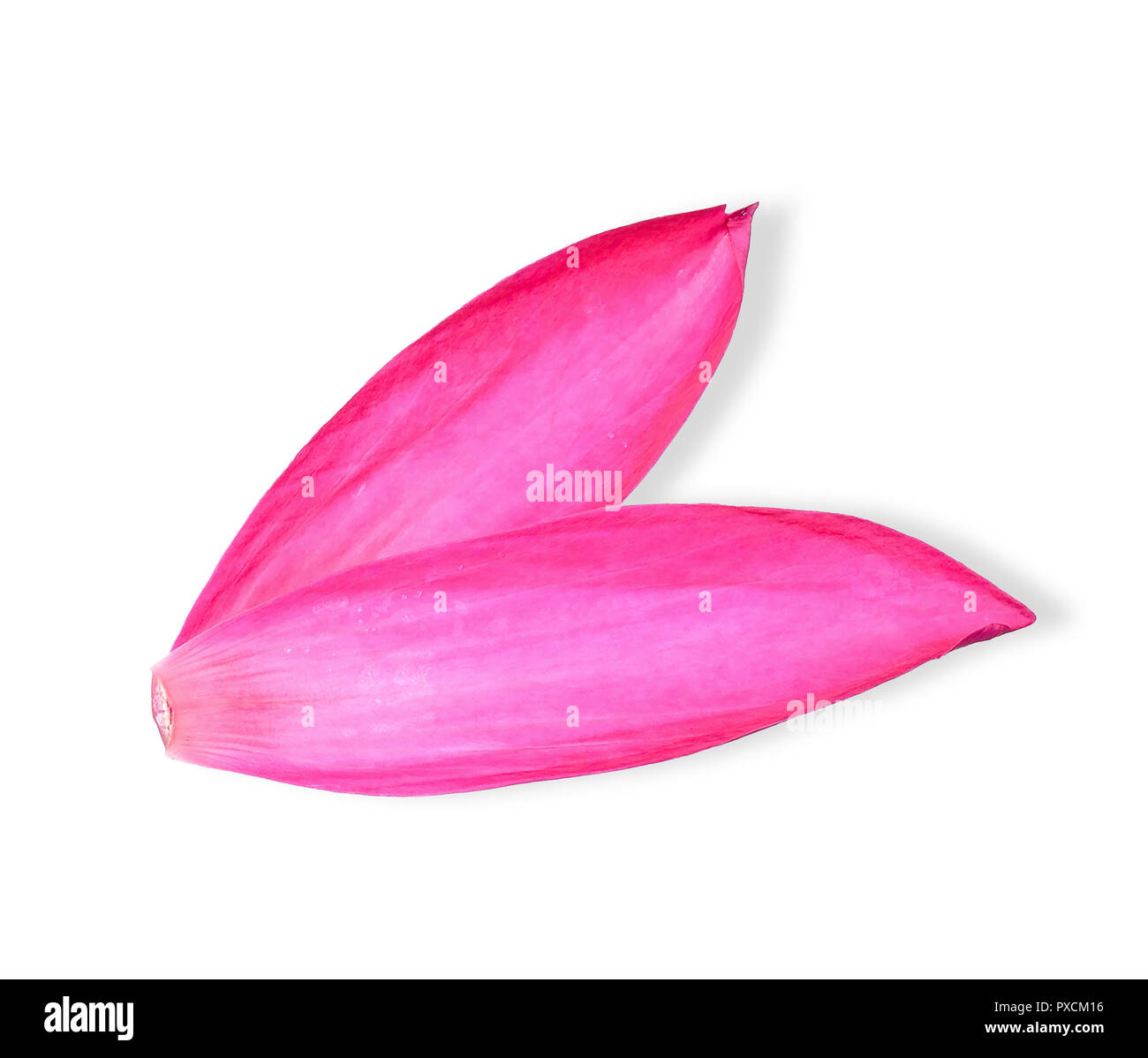 Red Lotus leaf isolated on white clipping path Stock Photo - Alamy