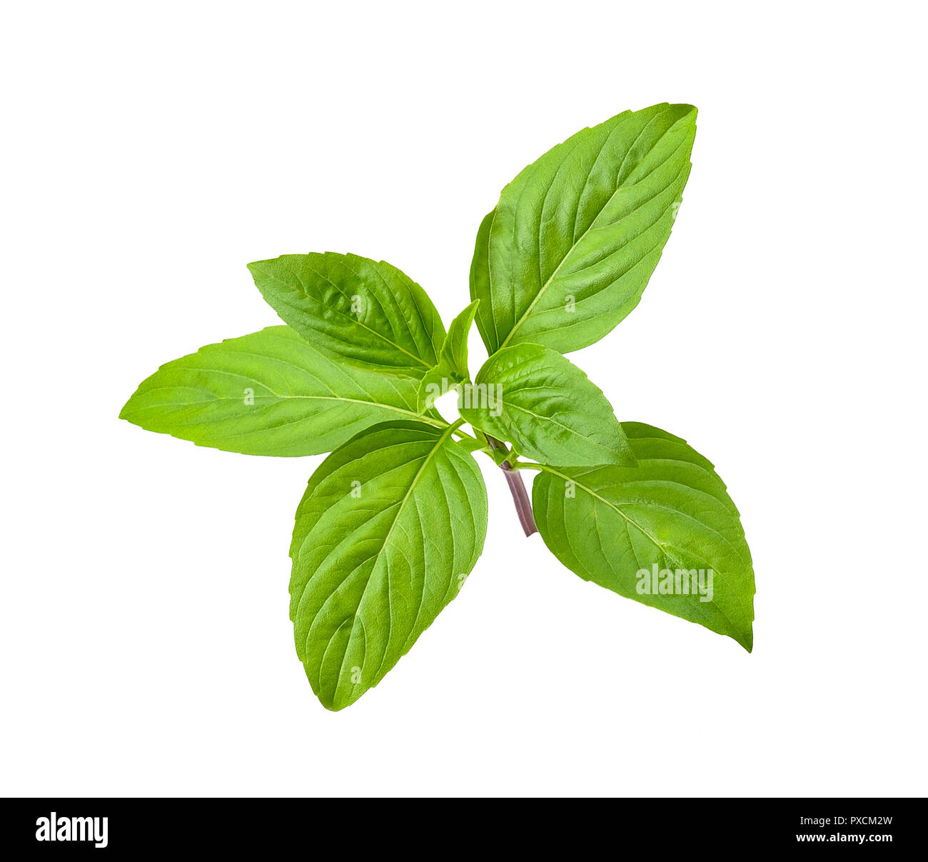Basil leaf isolated on white clipping path Stock Photo - Alamy