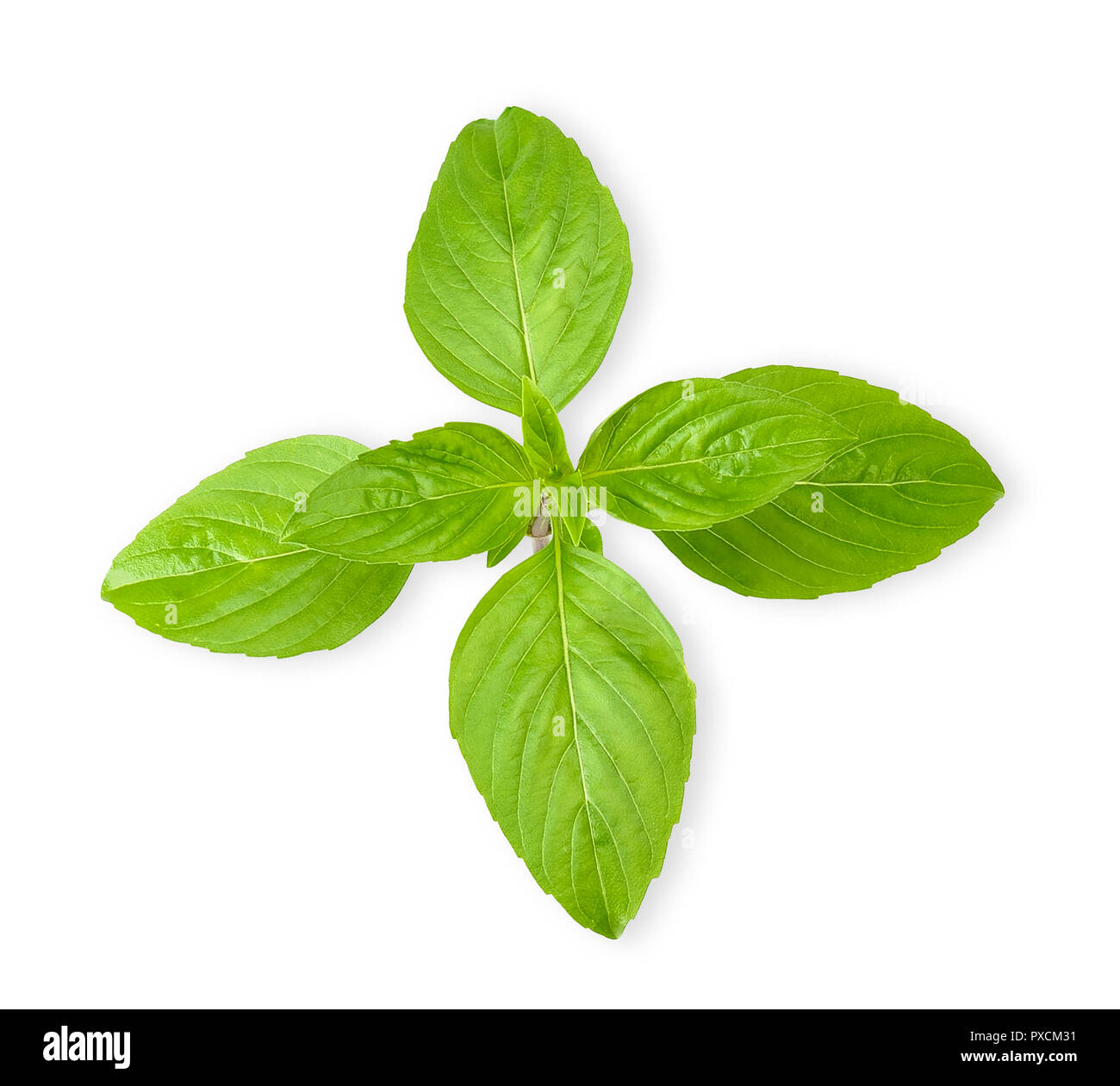 Basil leaf isolated on white clipping path Stock Photo - Alamy