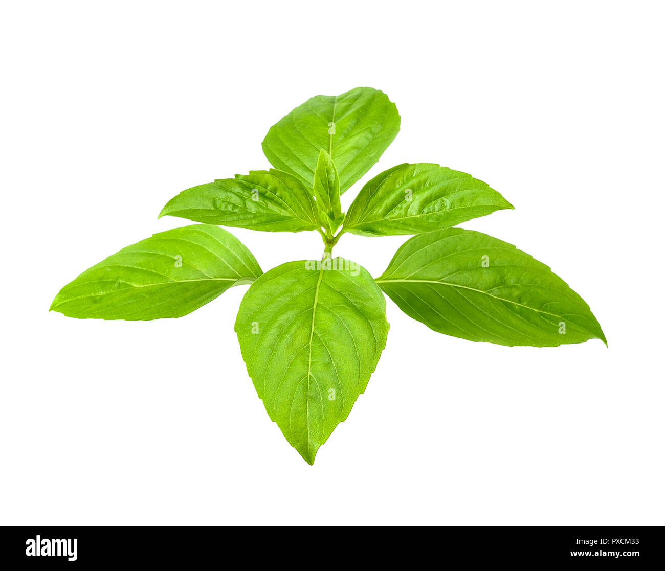 Basil leaf isolated on white clipping path Stock Photo - Alamy