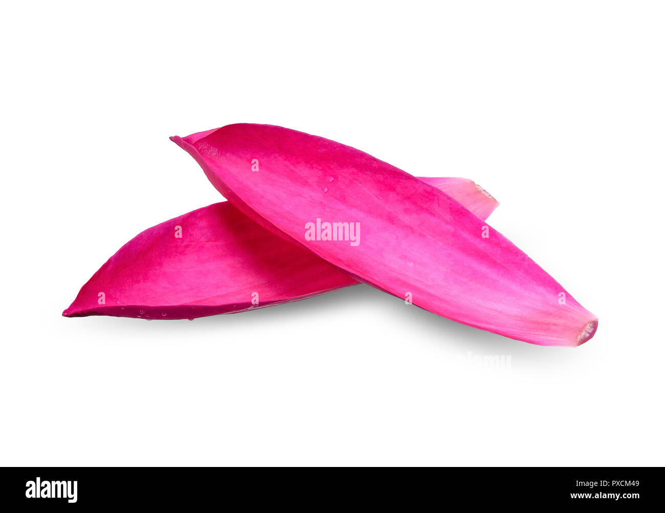 Red lotus flower leaf Cut Out Stock Images & Pictures - Alamy