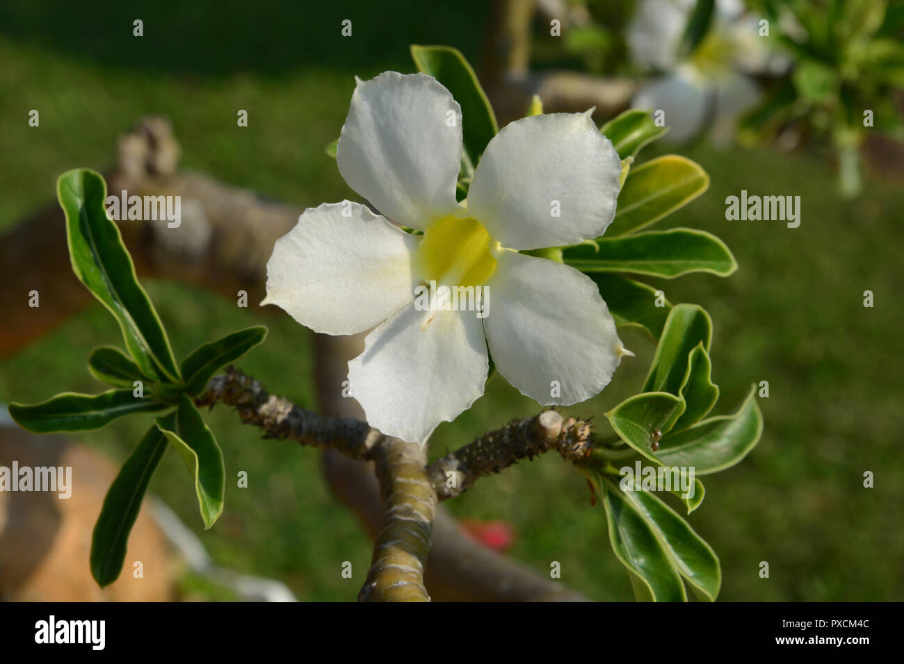 White Desert Flower, adenium obesum Stock Photo - Alamy