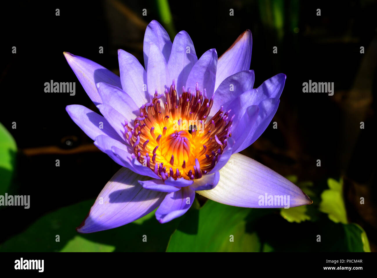 Lotus rare flower. Symbol of purity Stock Photo - Alamy