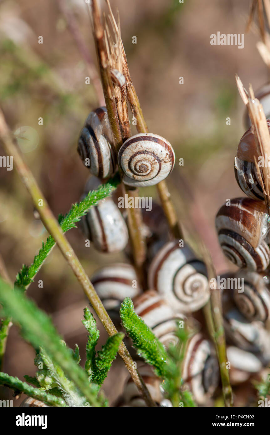 Grove snails hi-res stock photography and images - Alamy