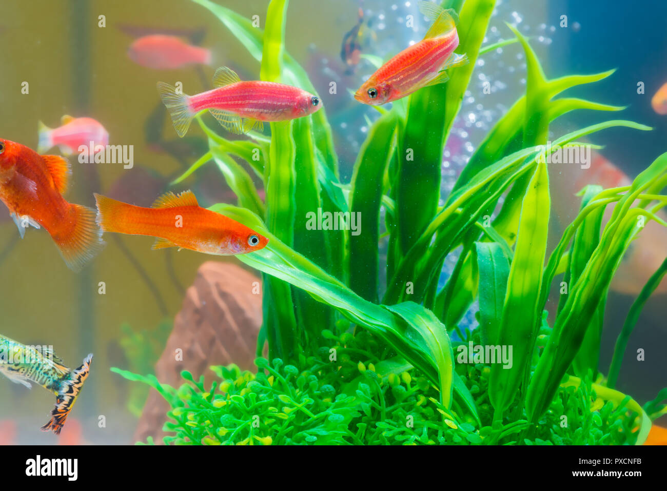 Little red fish with green plant in fish tank or aquarium underwater ...