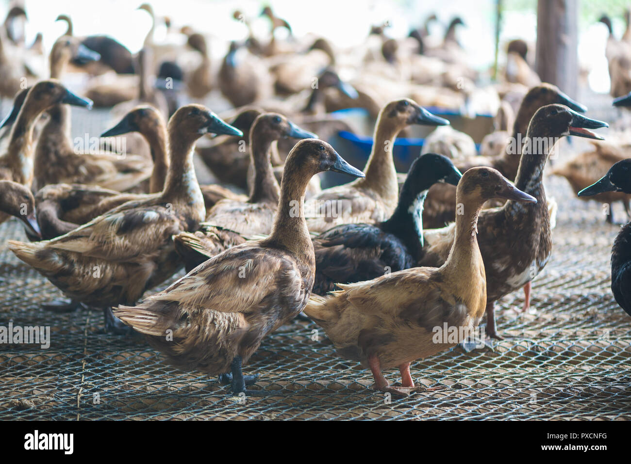 Group of ducks in farm, traditional farming in Thailand, animal farm ...