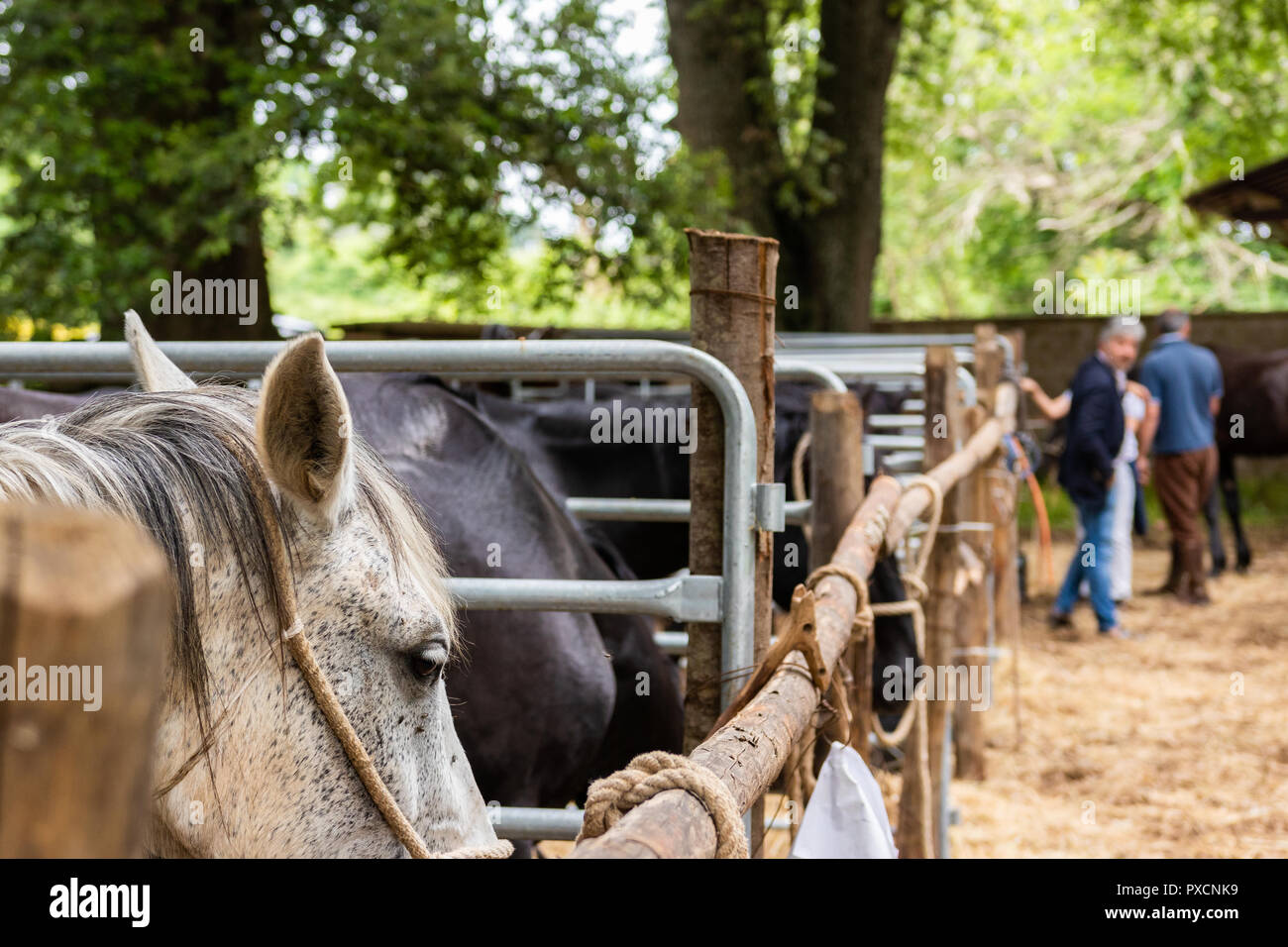 Selling farm animals hi-res stock photography and images - Alamy