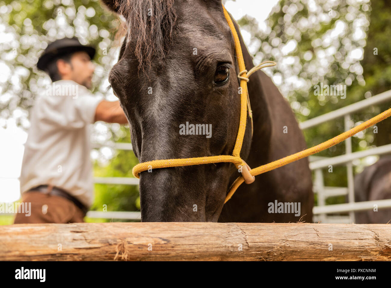 Horse markete scene, national selling period for high end animals in ...