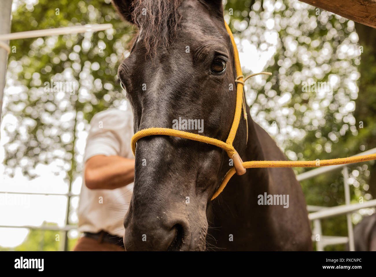 Horse markete scene, national selling period for high end animals in ...