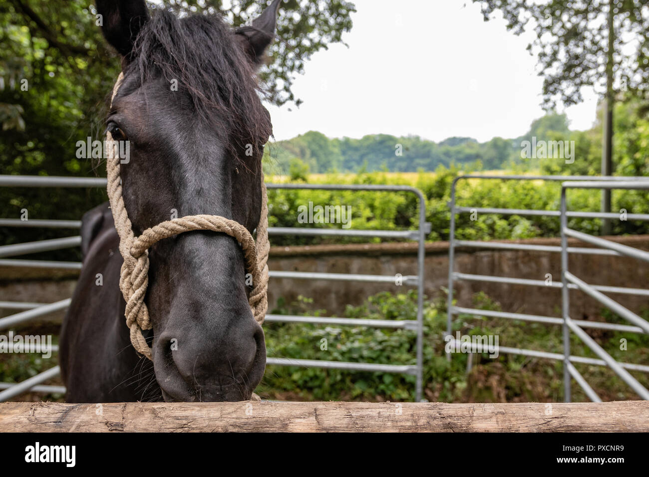 Horse markete scene, national selling period for high end animals in ...