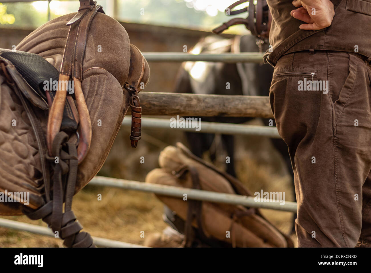 Horse markete scene, national selling period for high end animals in ...