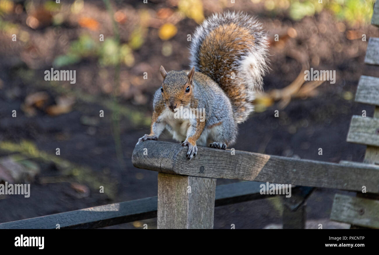 Squirrel park bench eating hi-res stock photography and images - Alamy