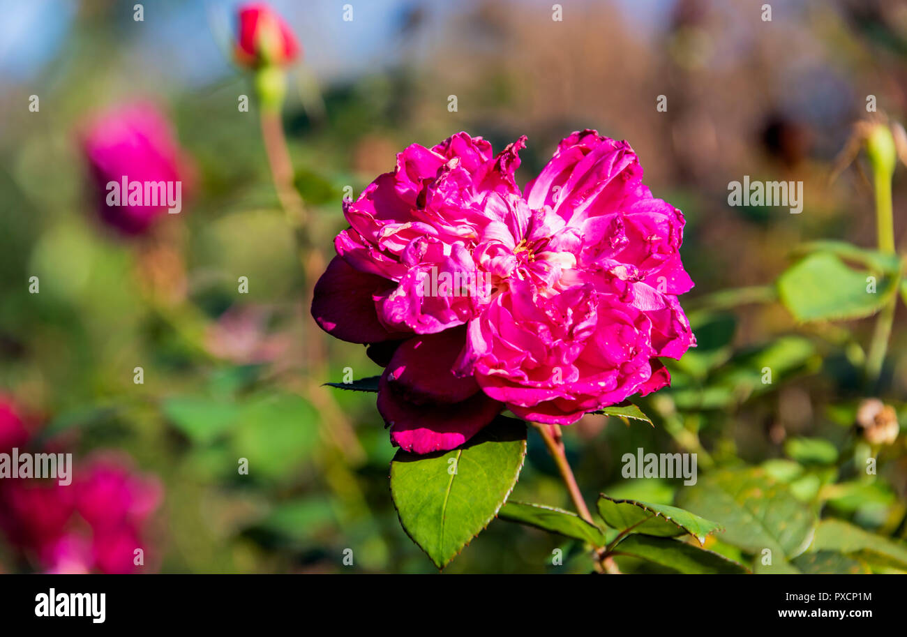 Bright pink shrub rose Stock Photo - Alamy