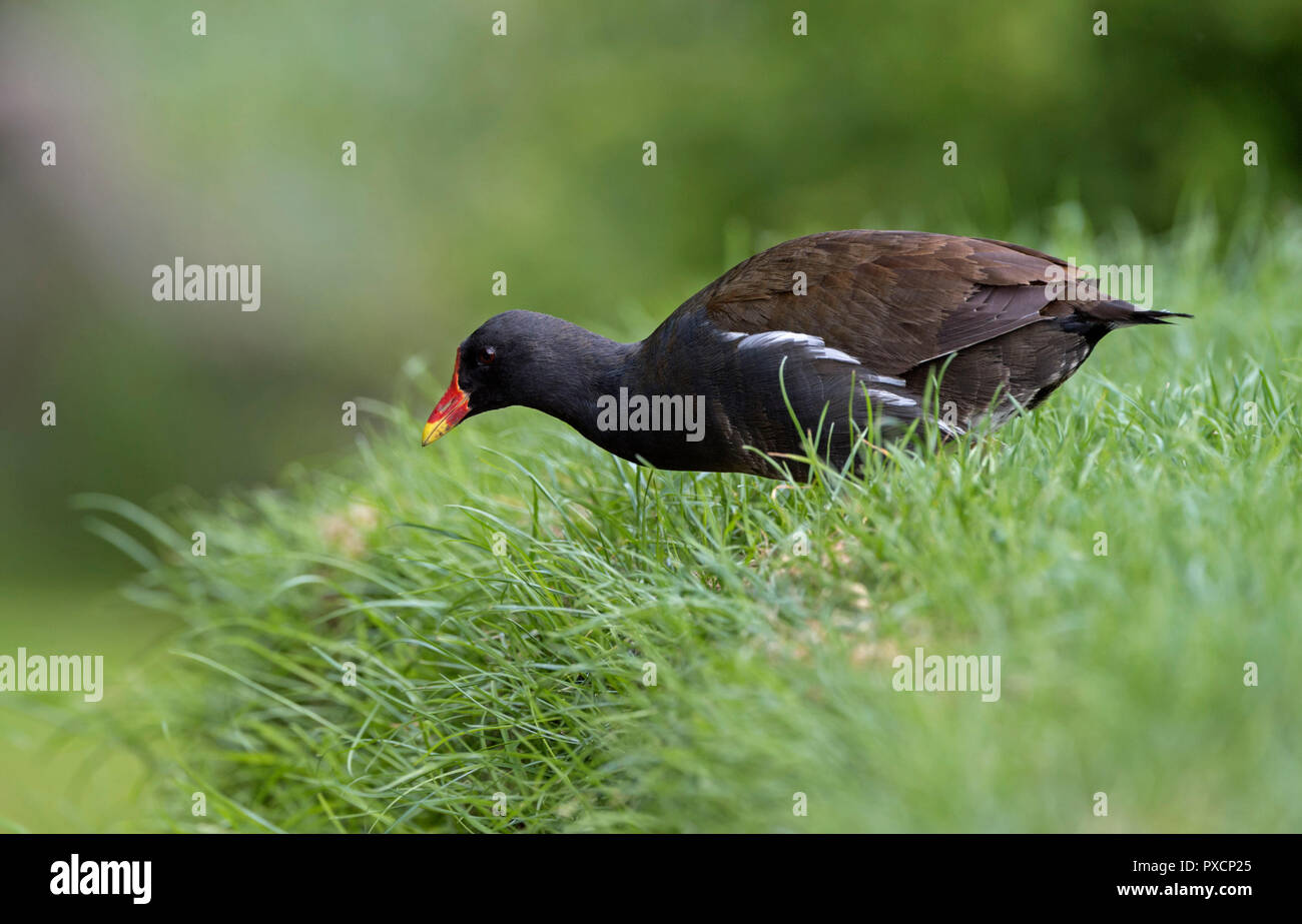 Gallinula chloorpus hi-res stock photography and images - Alamy