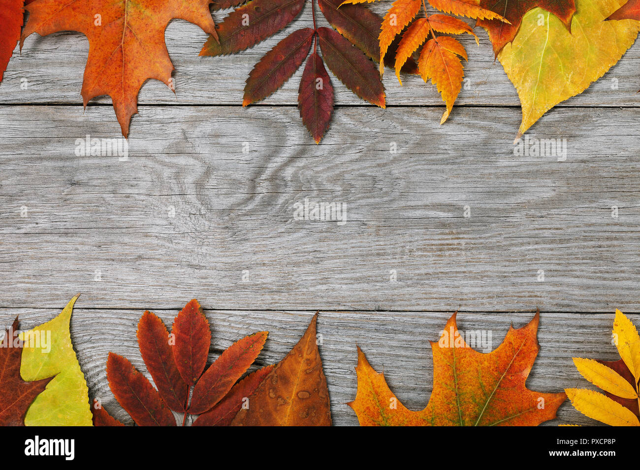 Frame of autumn leaves located at the bottom and top of the wooden ...